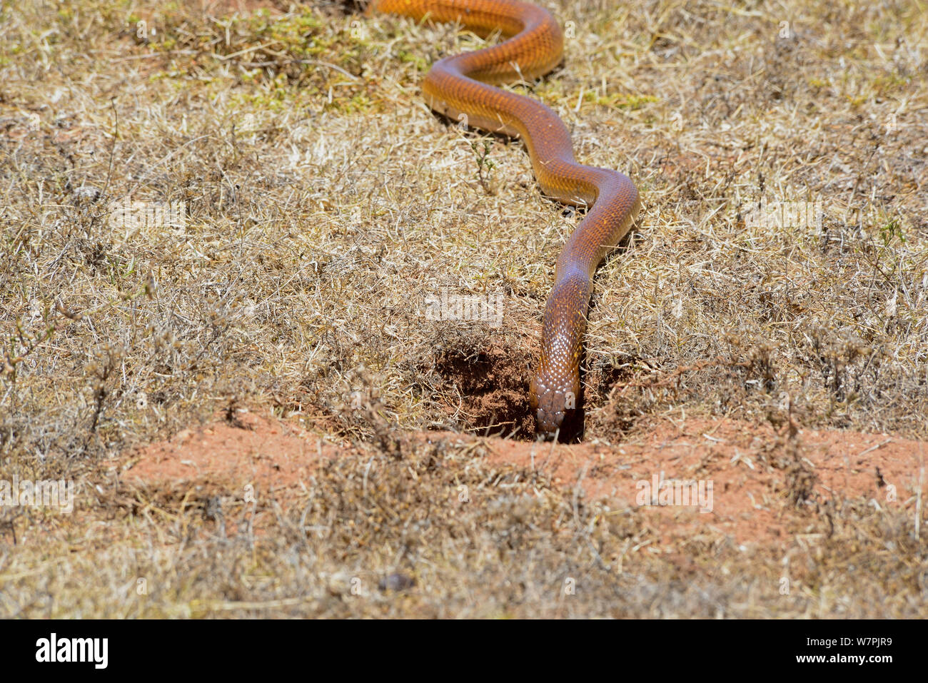 Cape cobras hi-res stock photography and images - Alamy