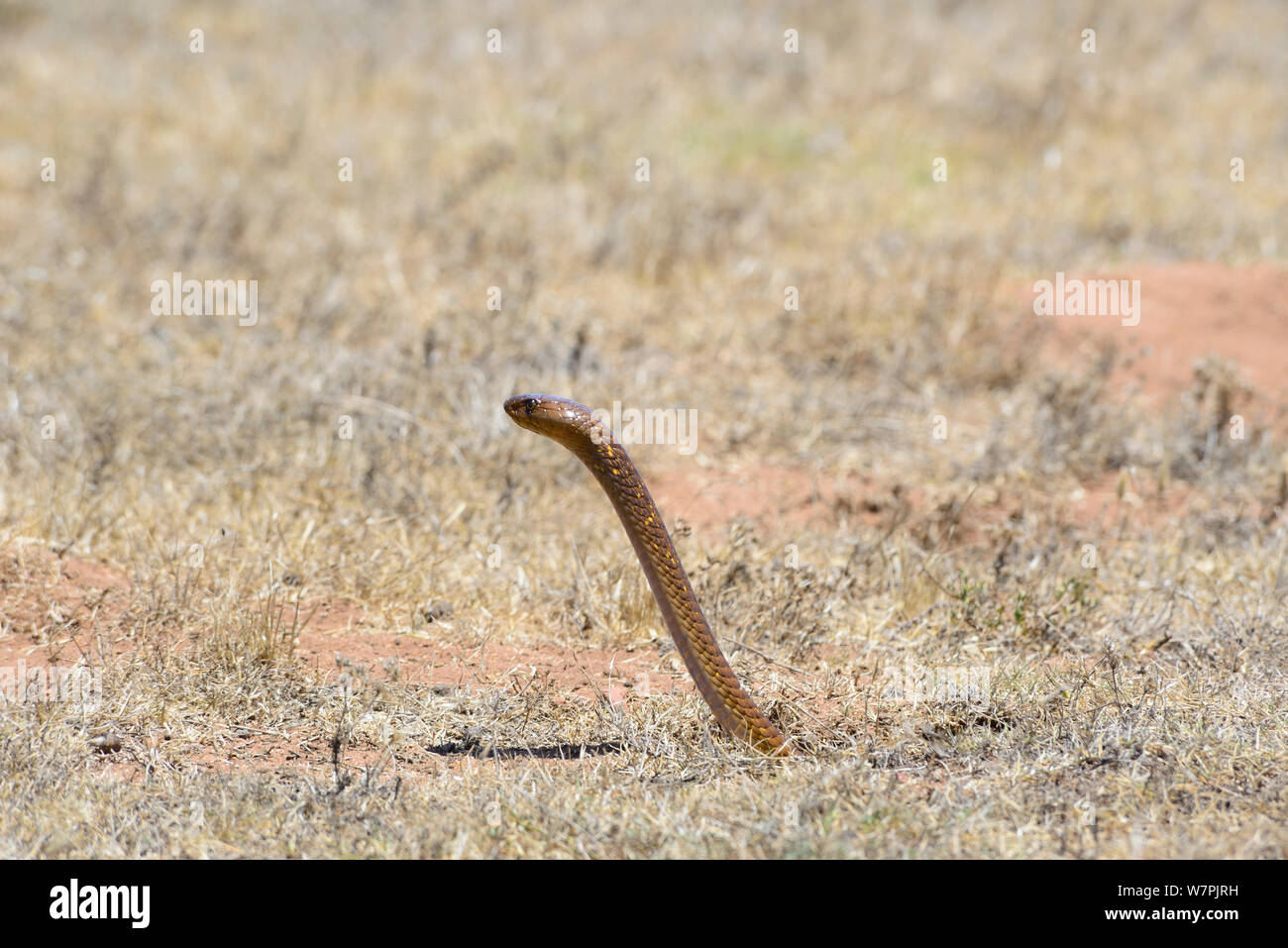 Cape Cobra (Naja nivea) male burrow hunting, De Hoop Nature Reserve ...