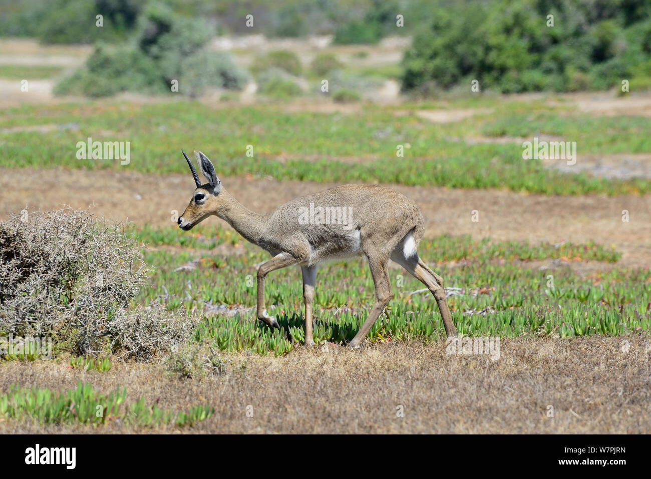 Grey Rhebok Pelea Capreolus High Resolution Stock Photography and ...