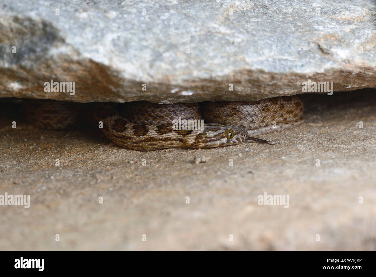 Lamprophis guttata hi-res stock photography and images - Alamy