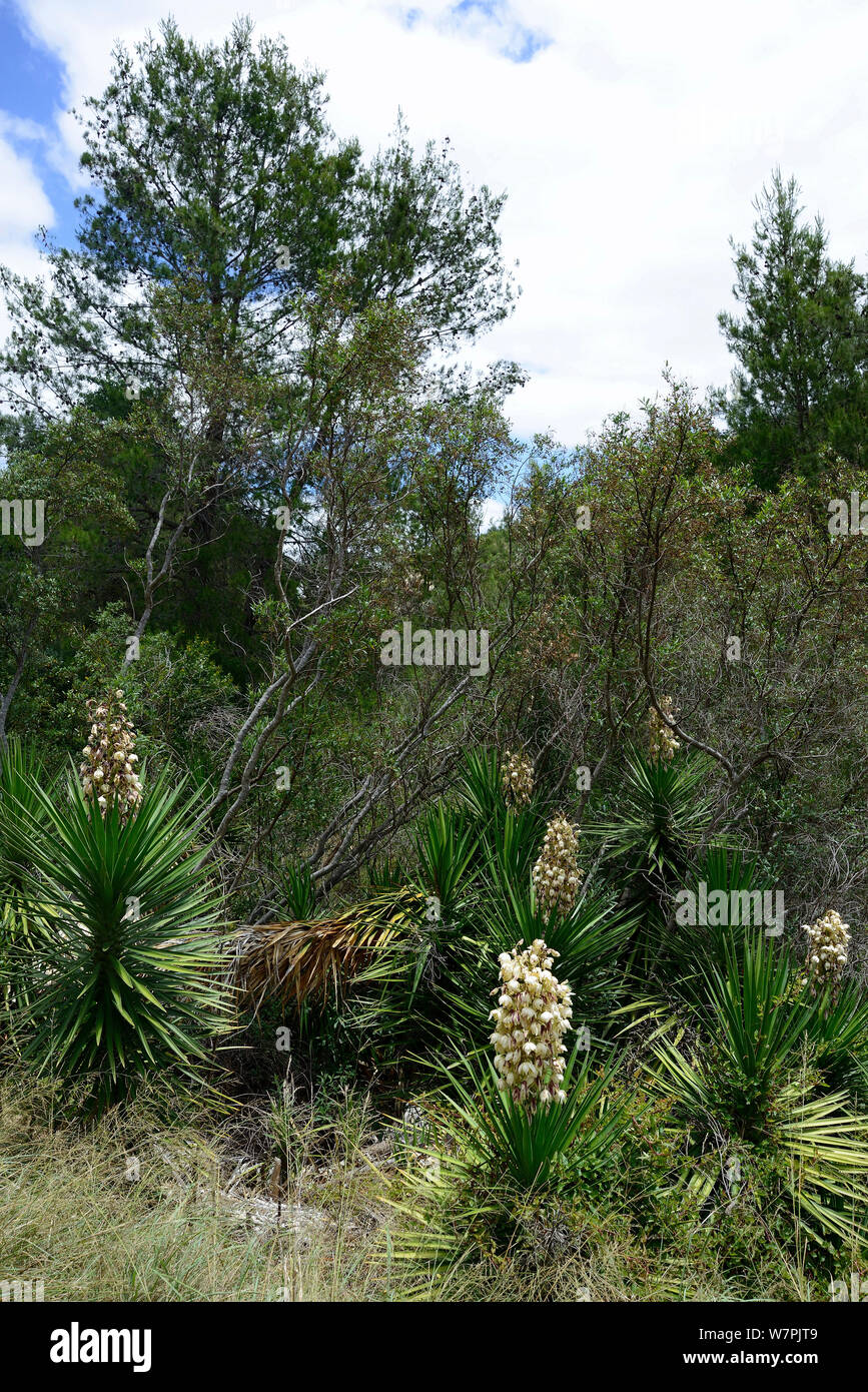 Yucca (Yucca filamentosa) invasive to South Africa. growing waterside ...