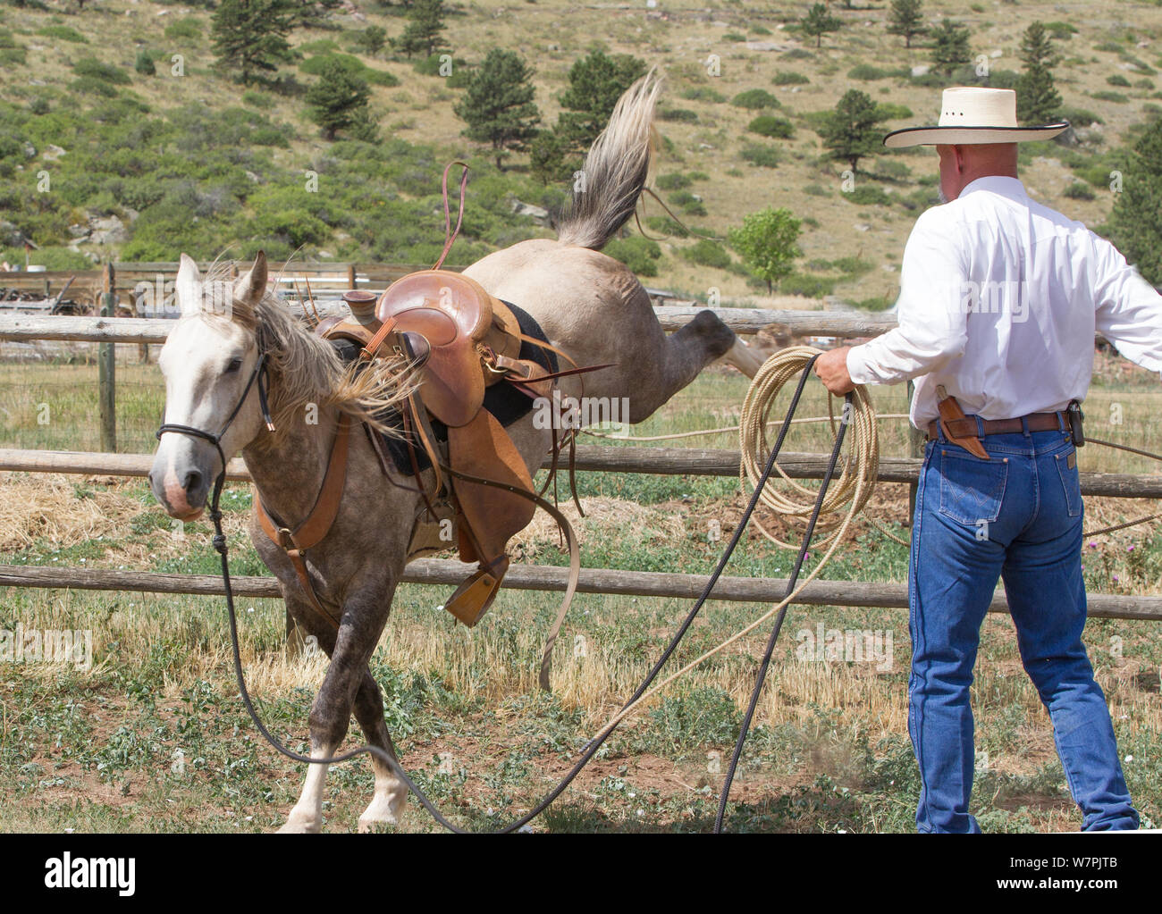 Wild horse / mustang called Mica, rounded up from Adobe Town Herd ...