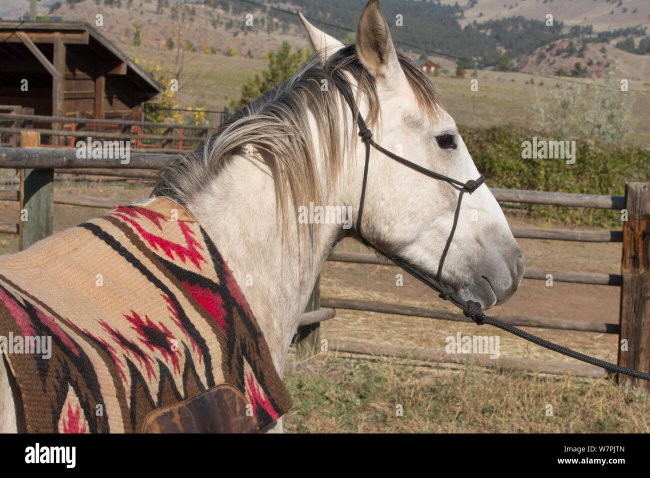 Wild horse / mustang called Mica, rounded up from Adobe Town Herd ...