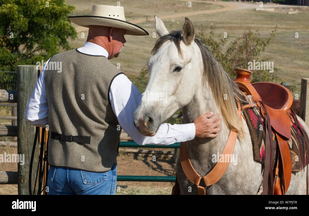 Wild horse / mustang called Mica, rounded up from Adobe Town Herd ...