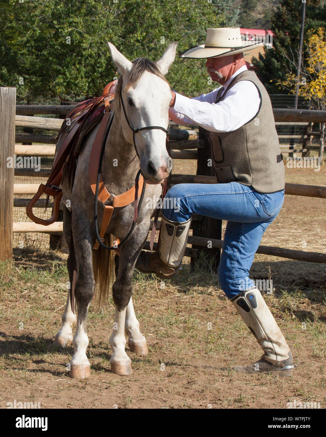 Wild horse / mustang called Mica, rounded up from Adobe Town Herd ...