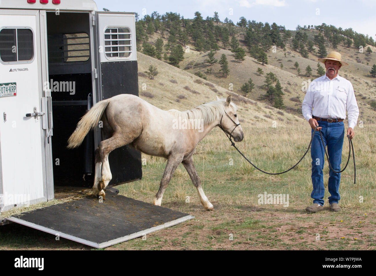 Wild horse / mustang called Mica, rounded up from Adobe Town Herd ...