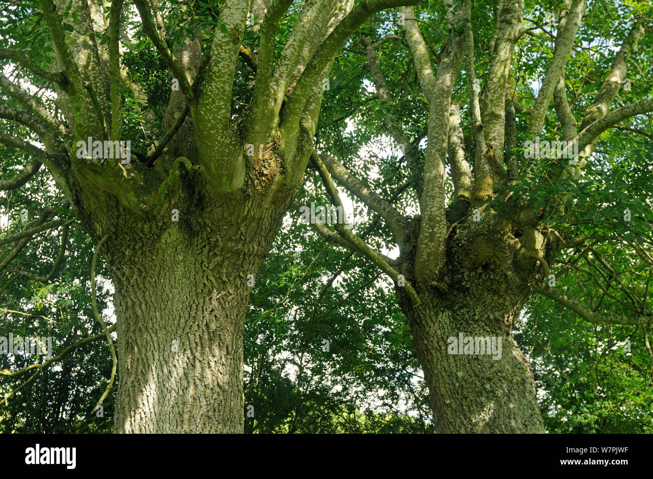 Two pollarded Ash trees (Fraxinus excelsior) Herefordshire, UK August ...