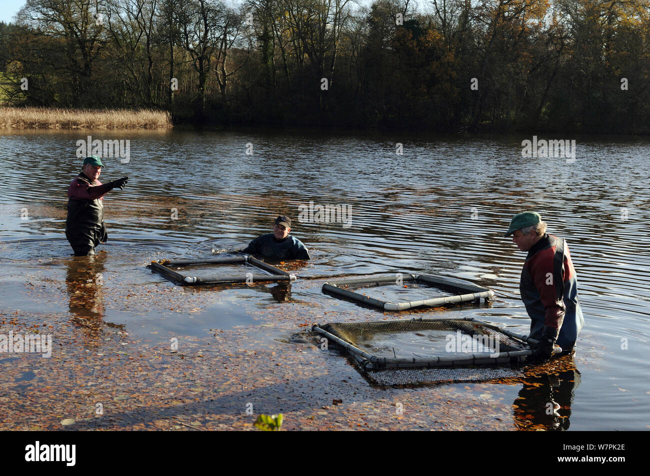 Catching Common Carp (Cyprinus carpio) at National Trust Berrington ...