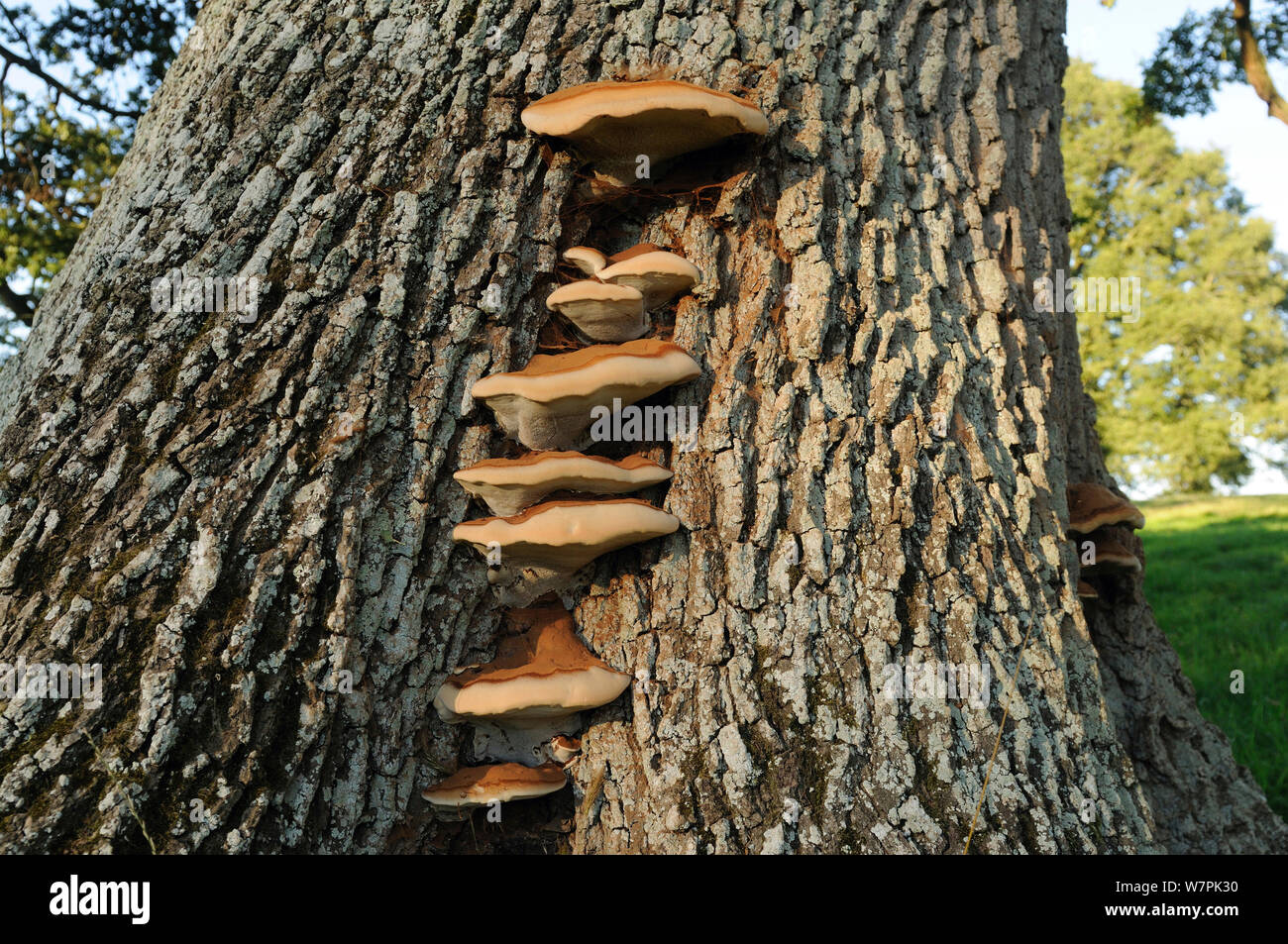 Bracket fungus (Ganoderma australe), previously (Ganoderma adspersum ...