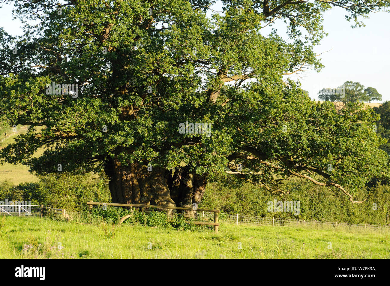 Girth 12 hi-res stock photography and images - Alamy