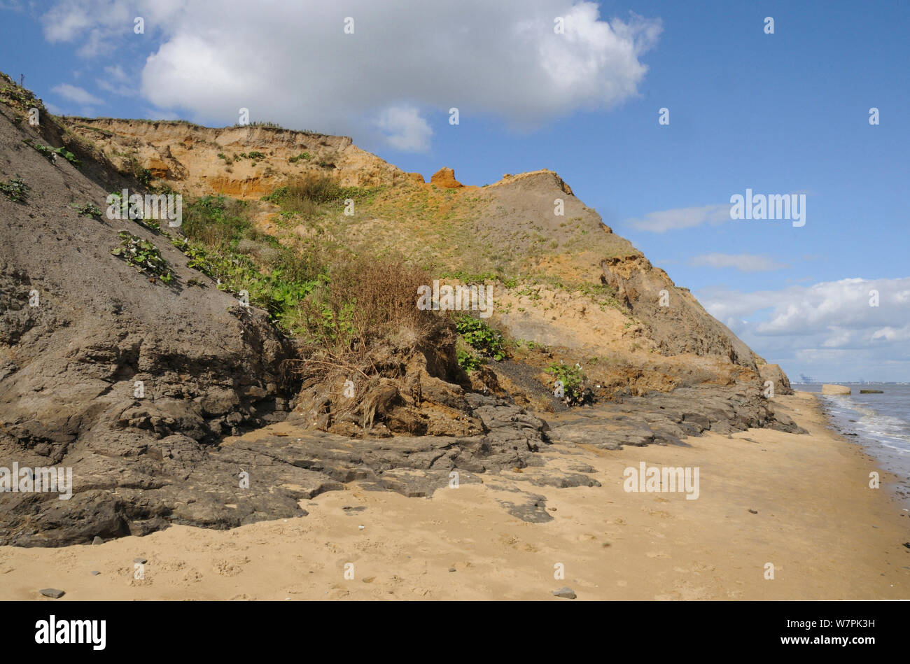 Sandy cliffs of Pleistocene Red Crag Formation, located above London ...