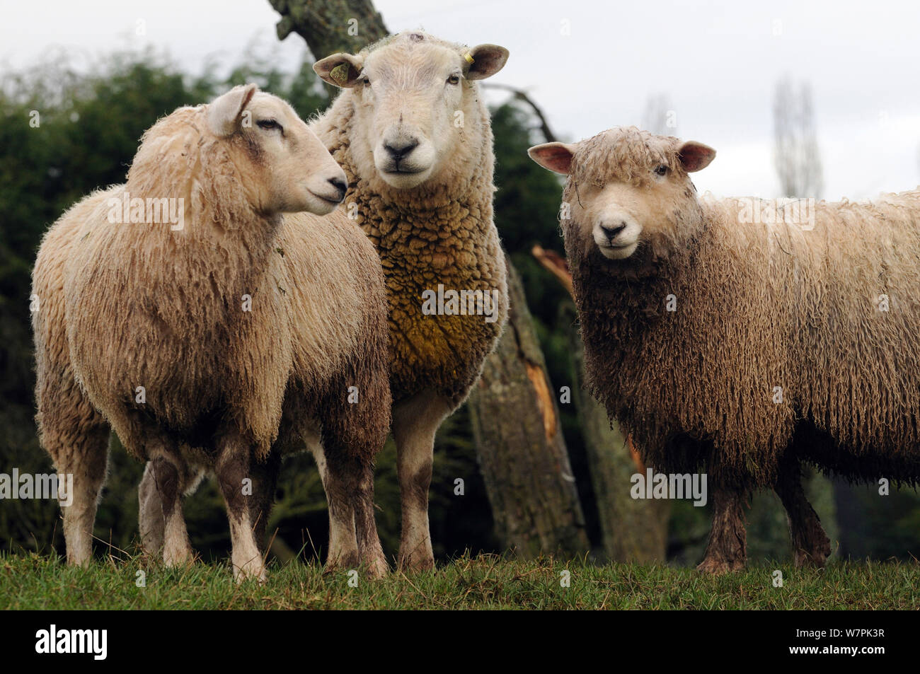 Mixed breeds hi-res stock photography and images - Alamy