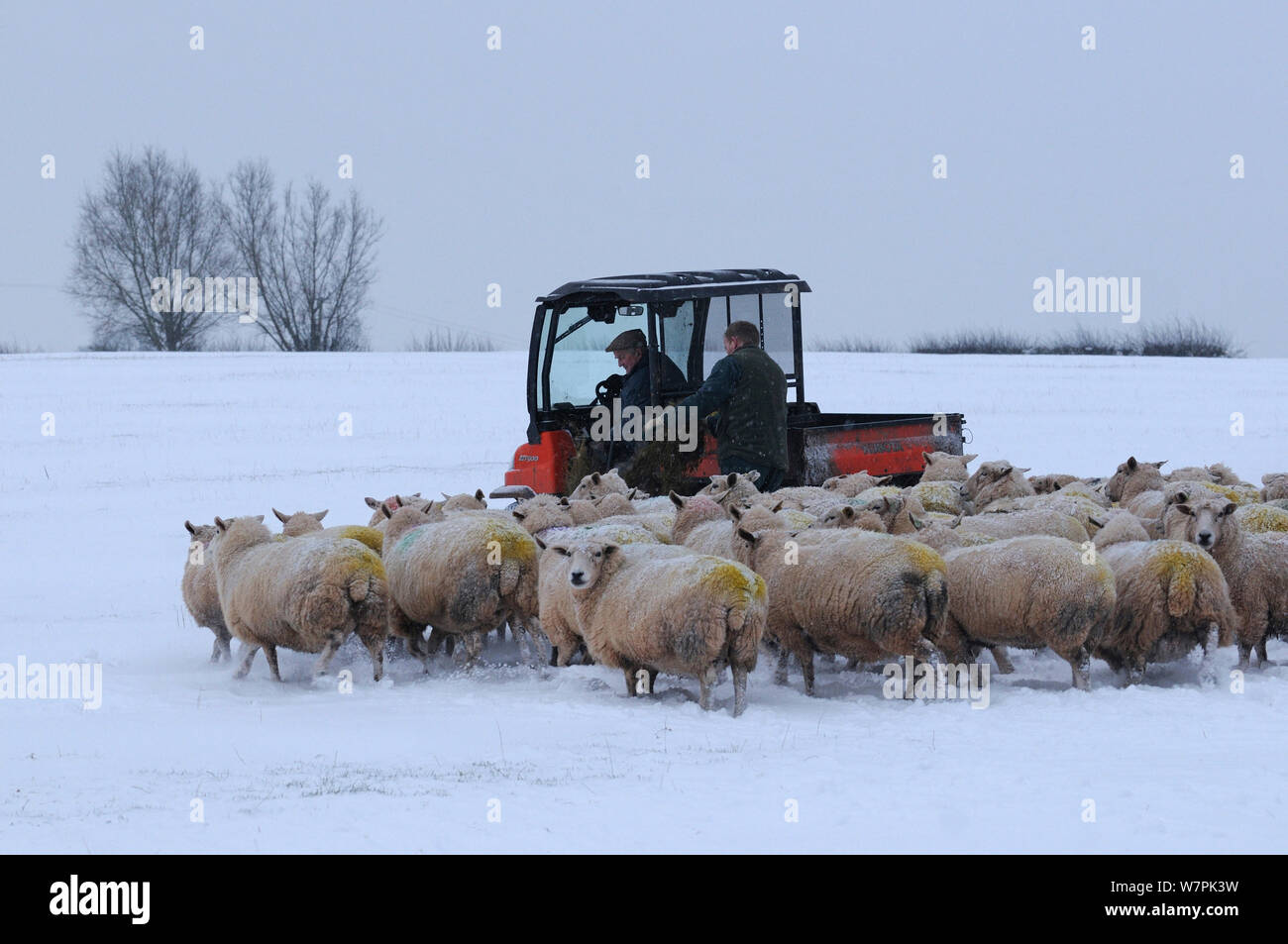 Feeding Southdown sheep silage in winter in snow, Herefordshire, UK ...