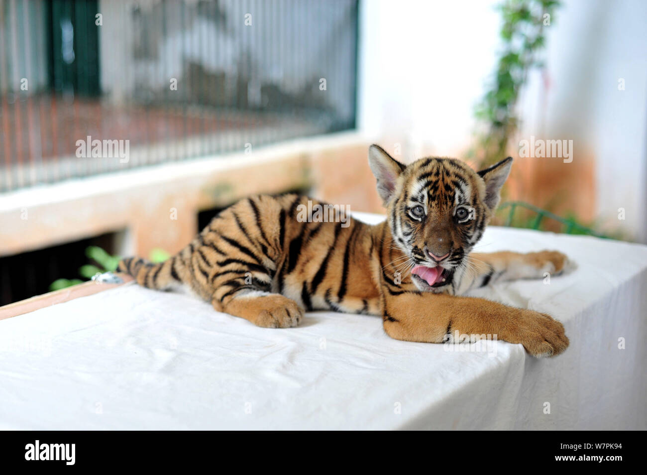 A South China Tiger cub is pictured at the Guangzhou Zoo in Guangzhou ...