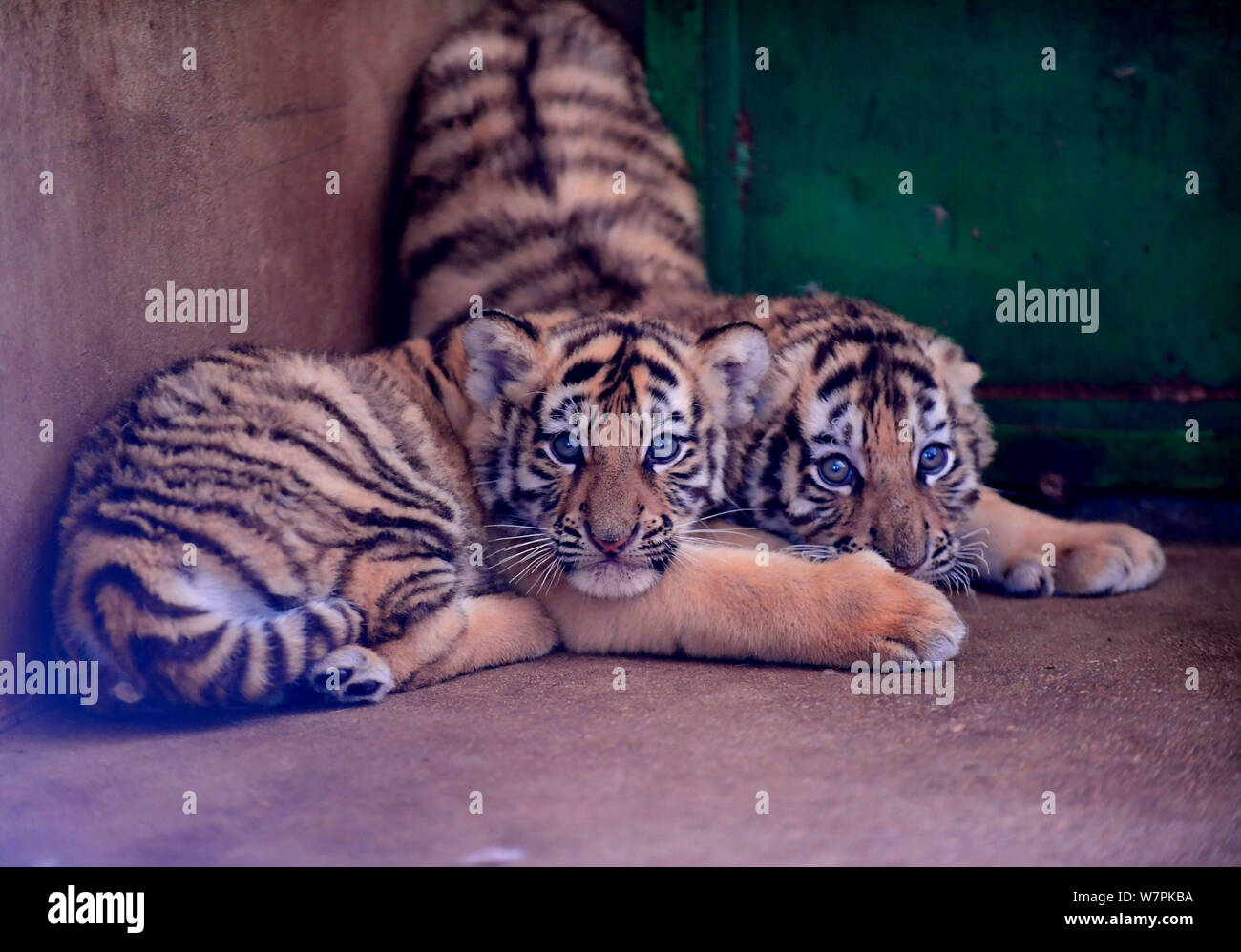 Three manchurian tiger cubs are pictured at Guaipo Northeast Tiger Park ...