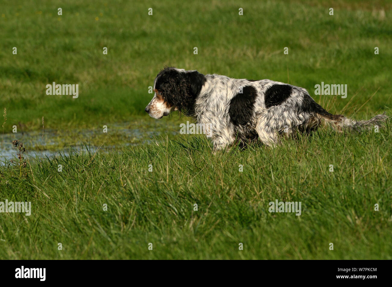 Dog chasing hare hi-res stock photography and images - Alamy