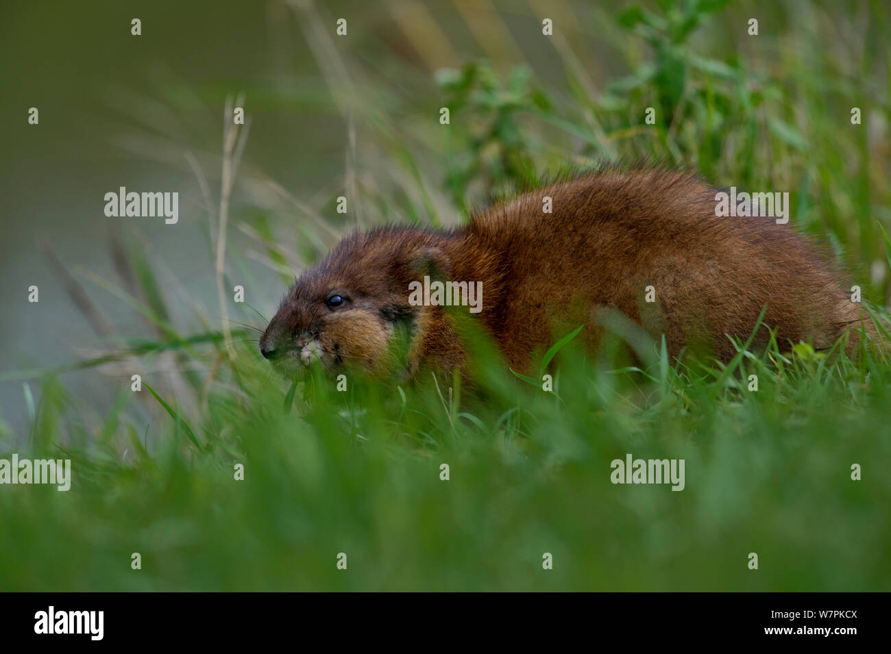 Muskrat (Ondatra zibethycus) in the grass, Breton marsh, West France ...