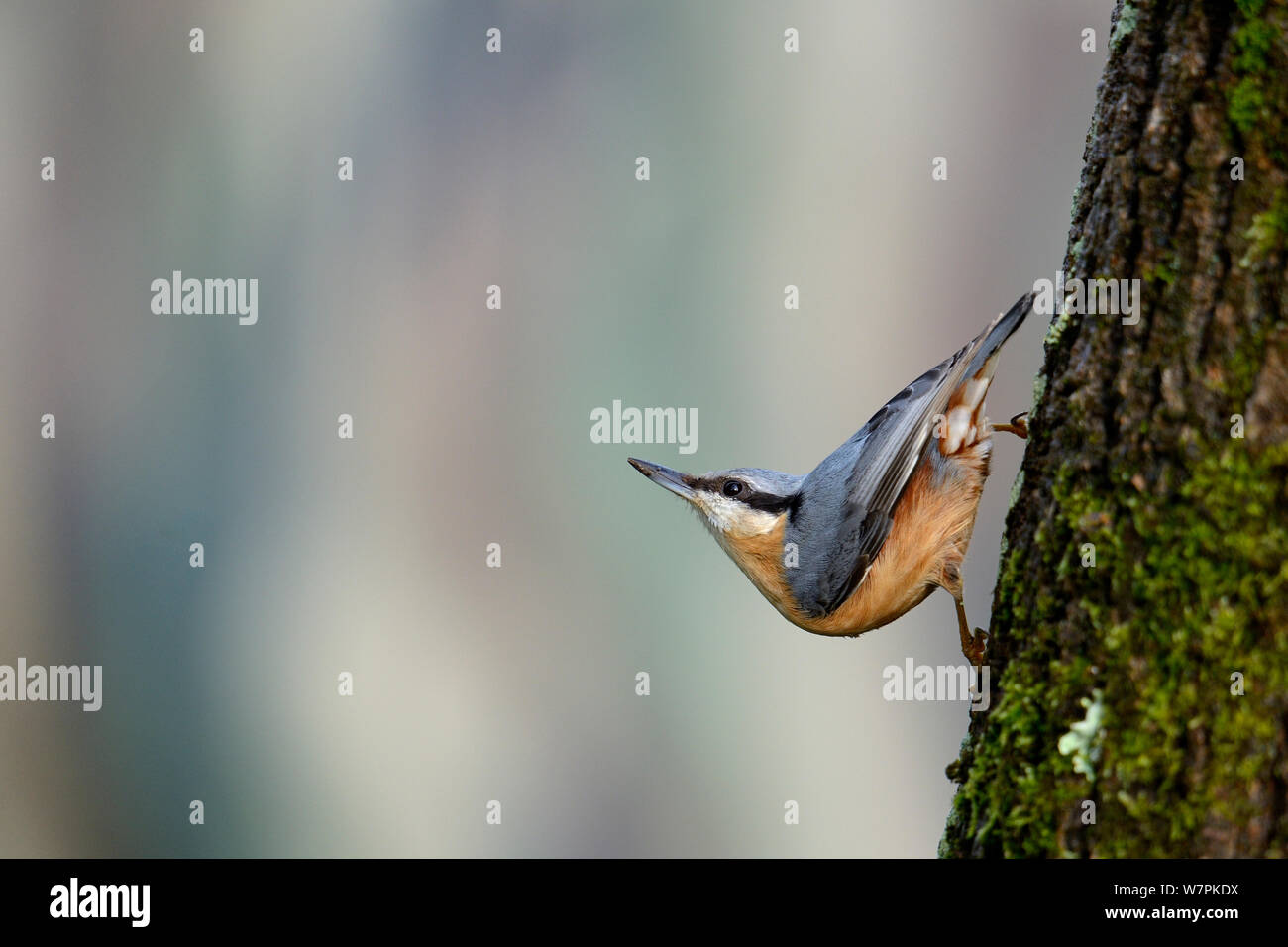 Eurasian nuthatches hi-res stock photography and images - Alamy