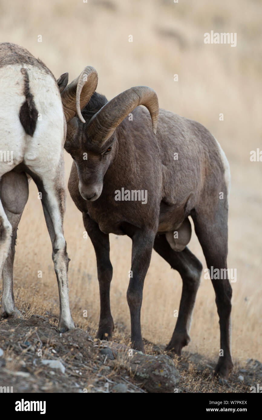 Sheep testicles not bird hi-res stock photography and images - Alamy