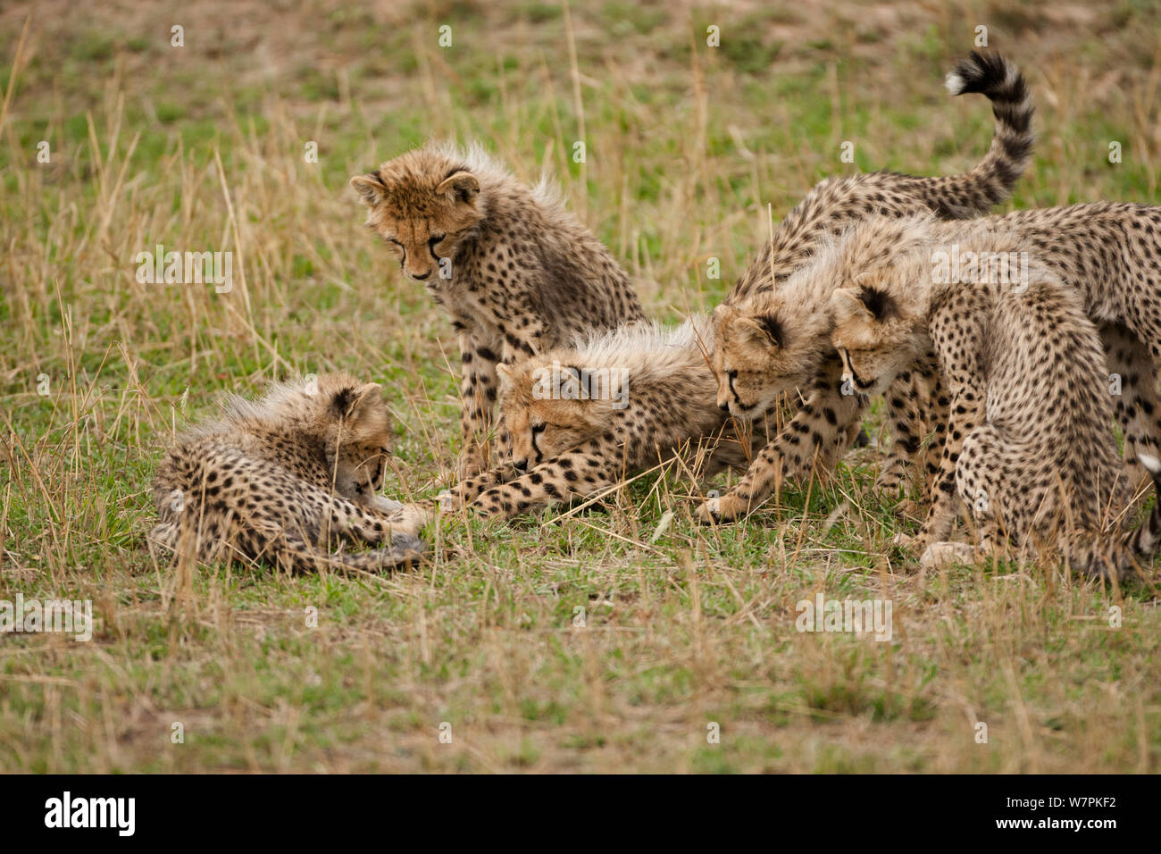 Five cheetahs of the mara hi-res stock photography and images - Alamy