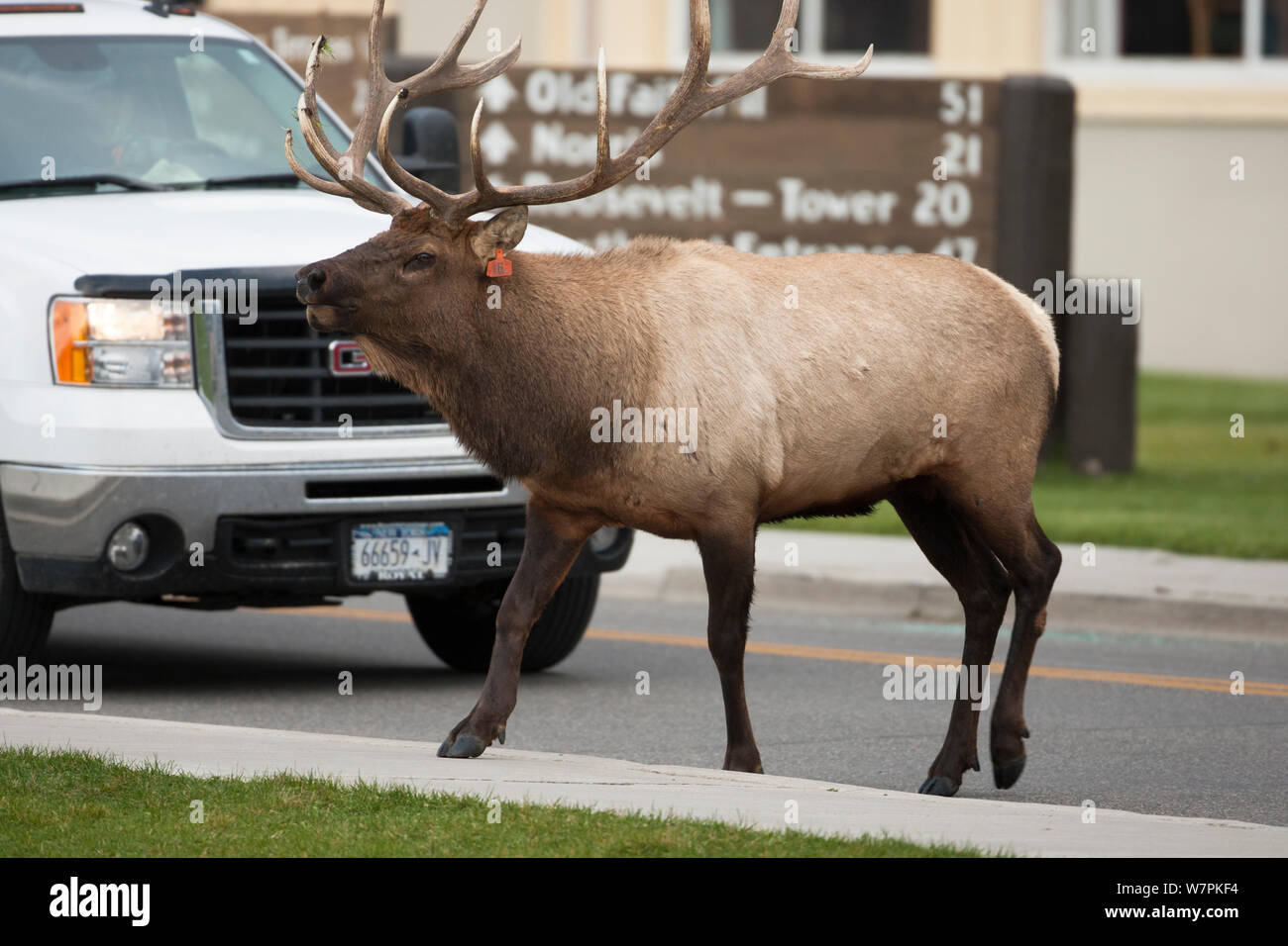 Bull Elk (Cervus canadensis) walking in front of car on road, near ...