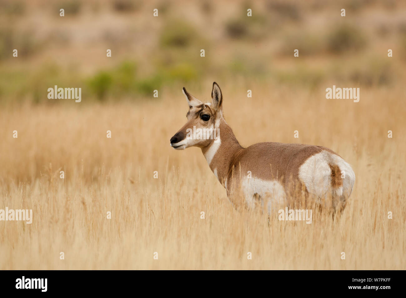 Grassland antelopes hi-res stock photography and images - Alamy
