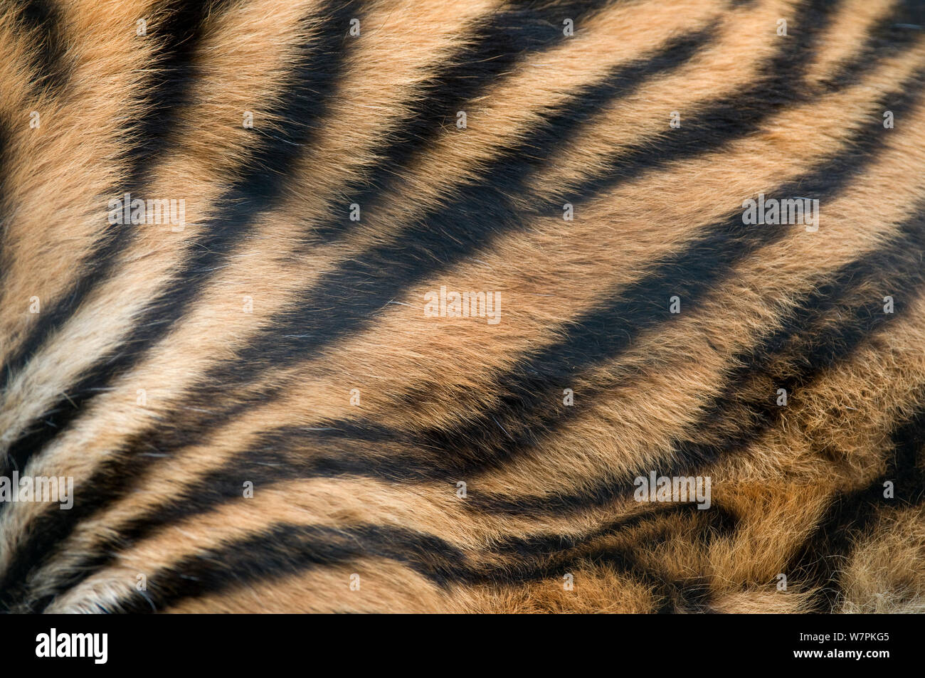 Sumatran tiger (Panthera tigris sumatrae) close up of skin patterns ...
