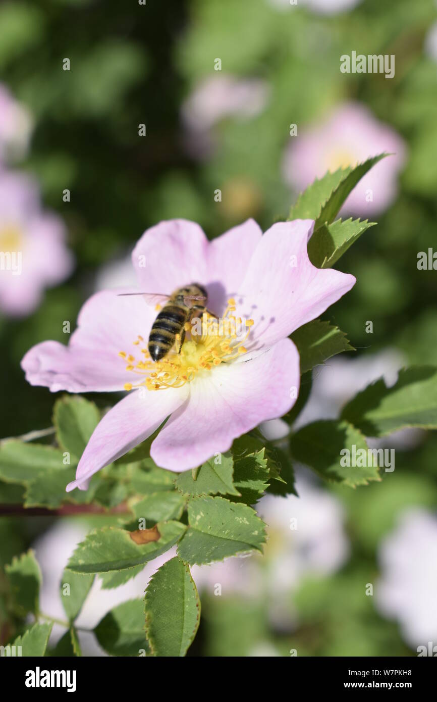 Honey bee Apis Mellifera is collecting pollen on white flower of bush ...