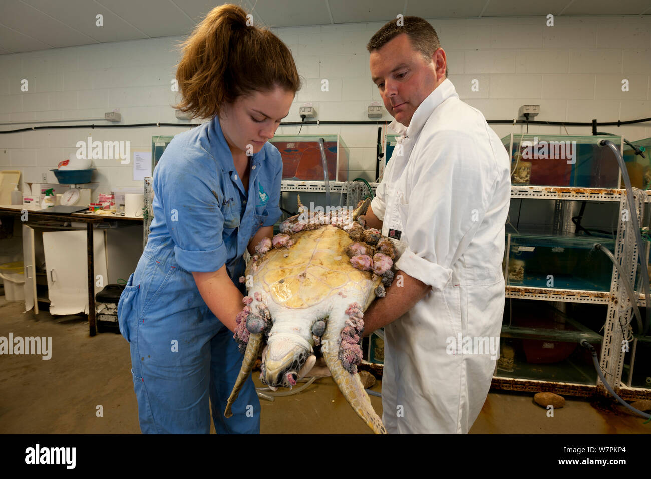 Warts disease hi-res stock photography and images - Alamy