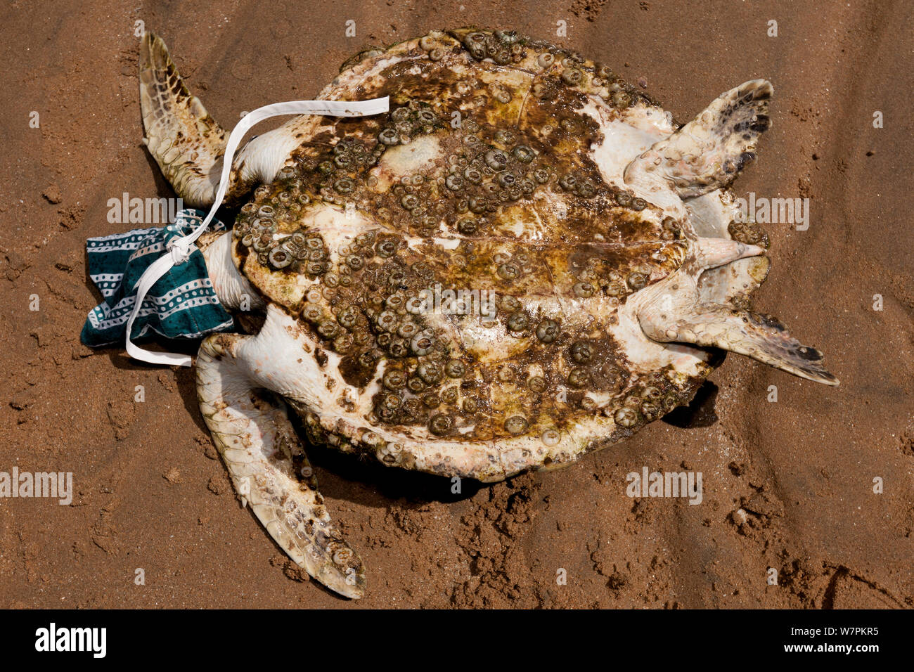 Green sea turtles algae hi-res stock photography and images - Alamy