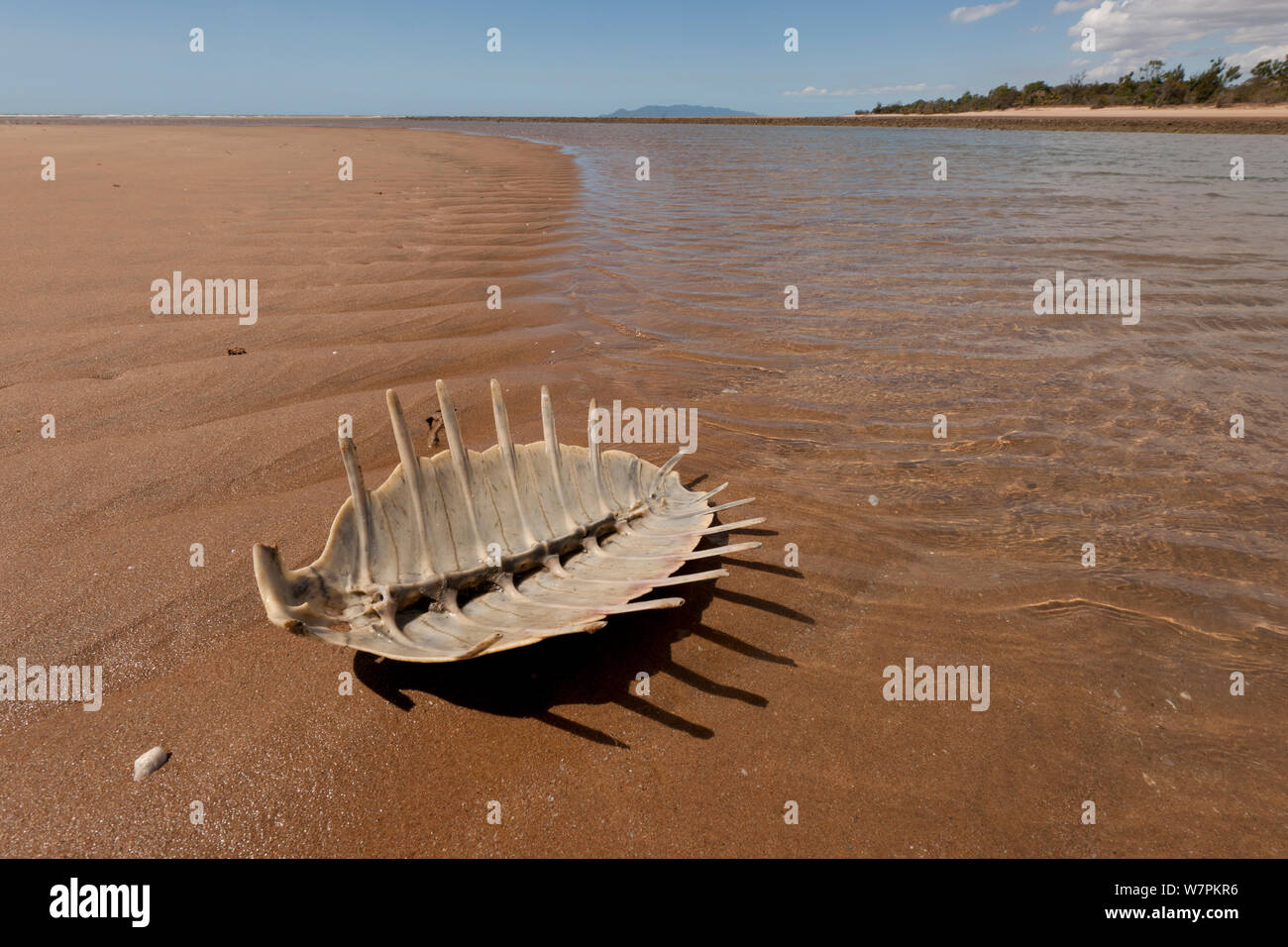 Turtle bones hi-res stock photography and images - Alamy