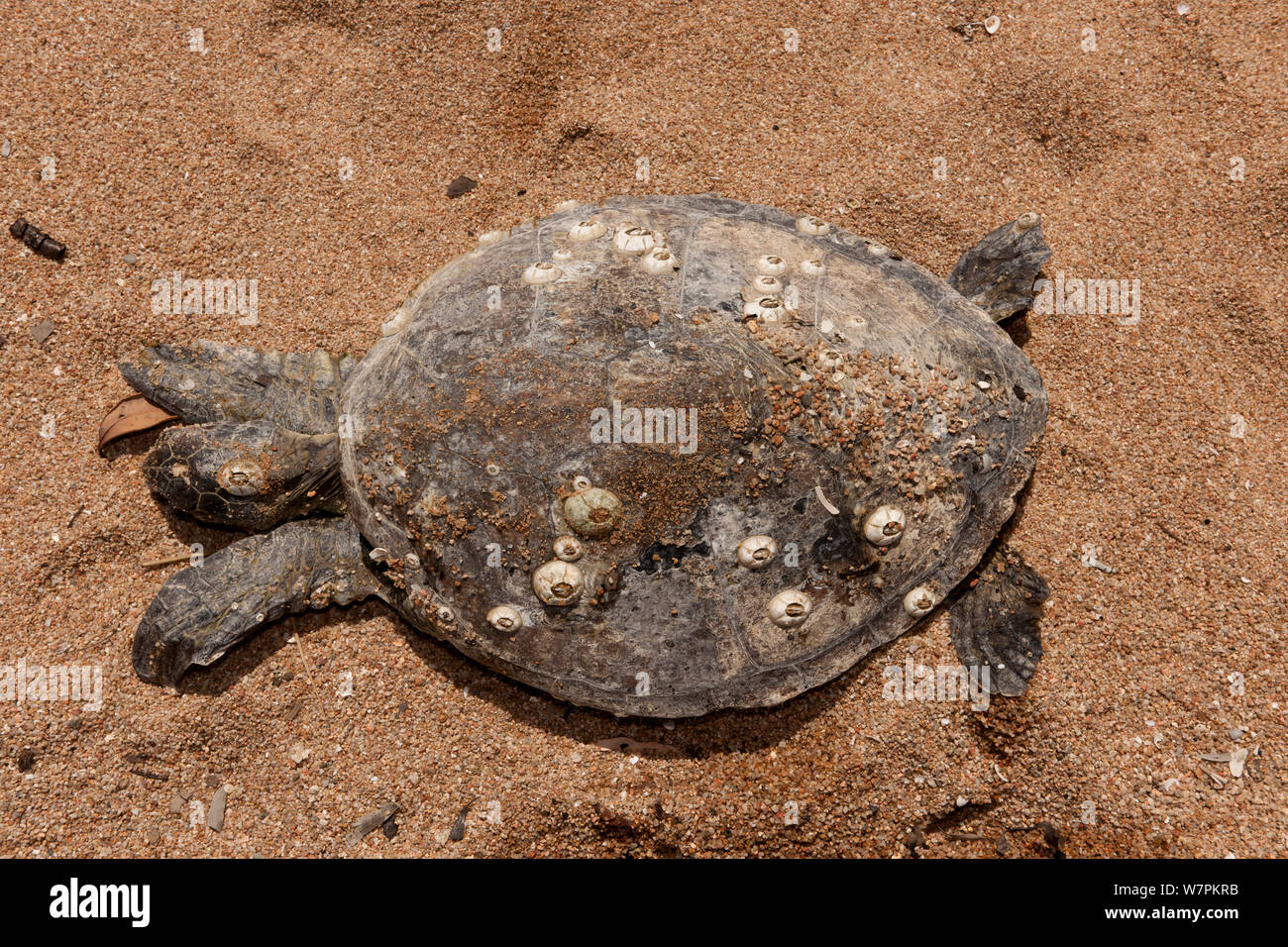 Dead seagrass hi-res stock photography and images - Alamy