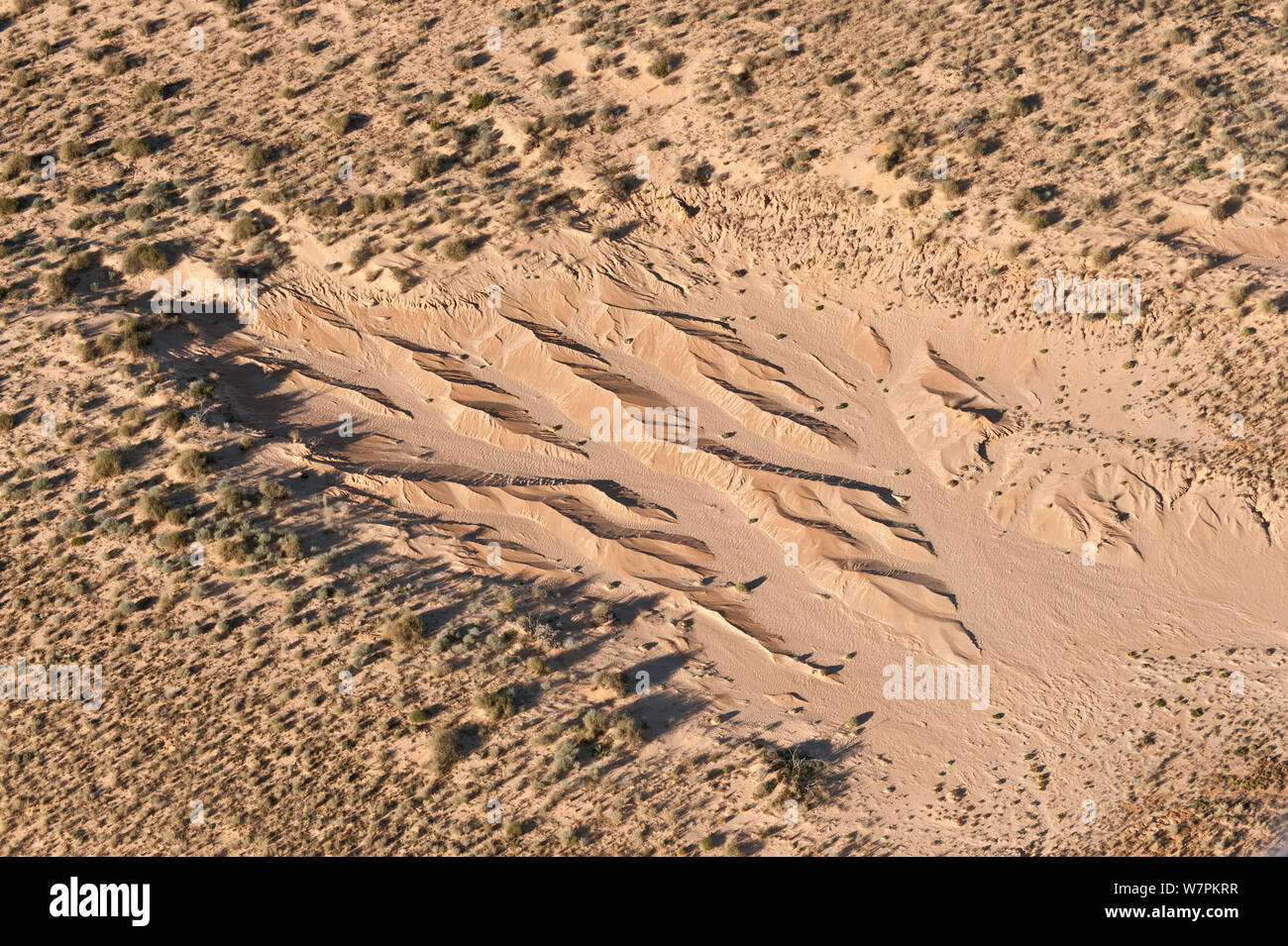 Aerial of sand dunes of Simpson Desert Regional Reservesand dunes ...