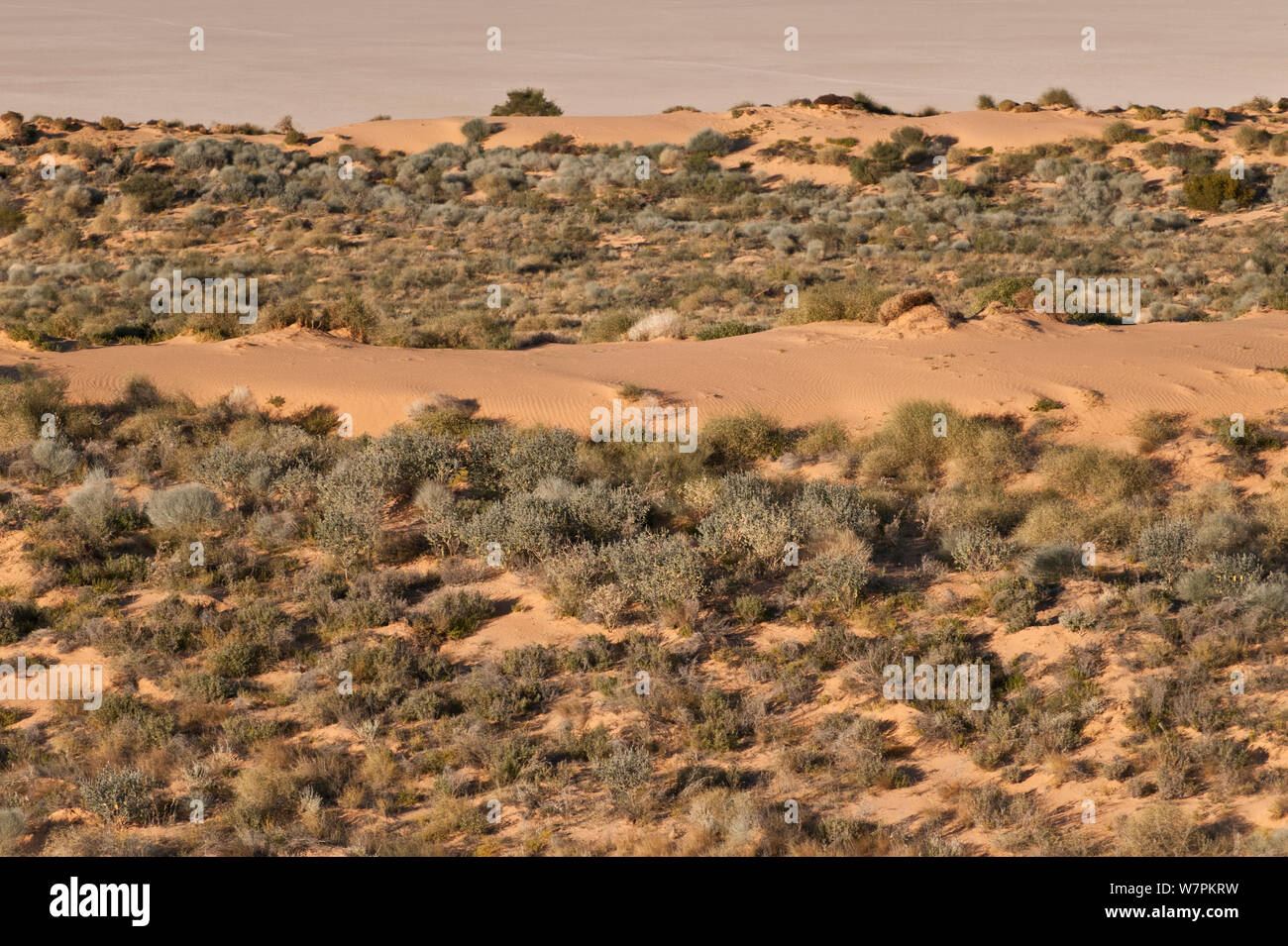 Simpson Desert Regional Reserve High Resolution Stock Photography and ...