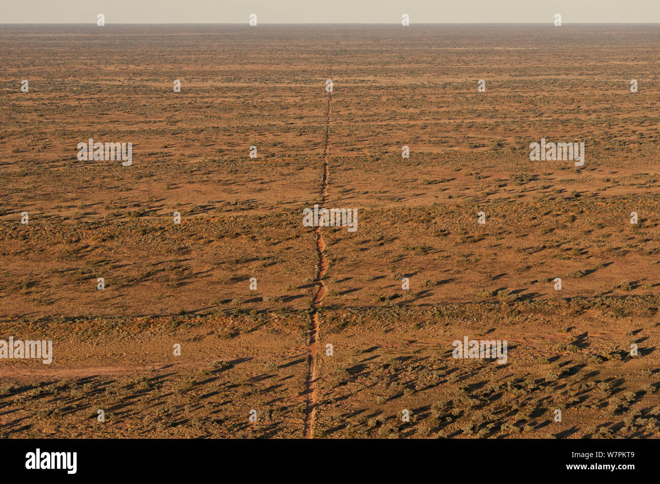 Aerial of sand dunes covered in vegeation, Simpson Desert Regional ...