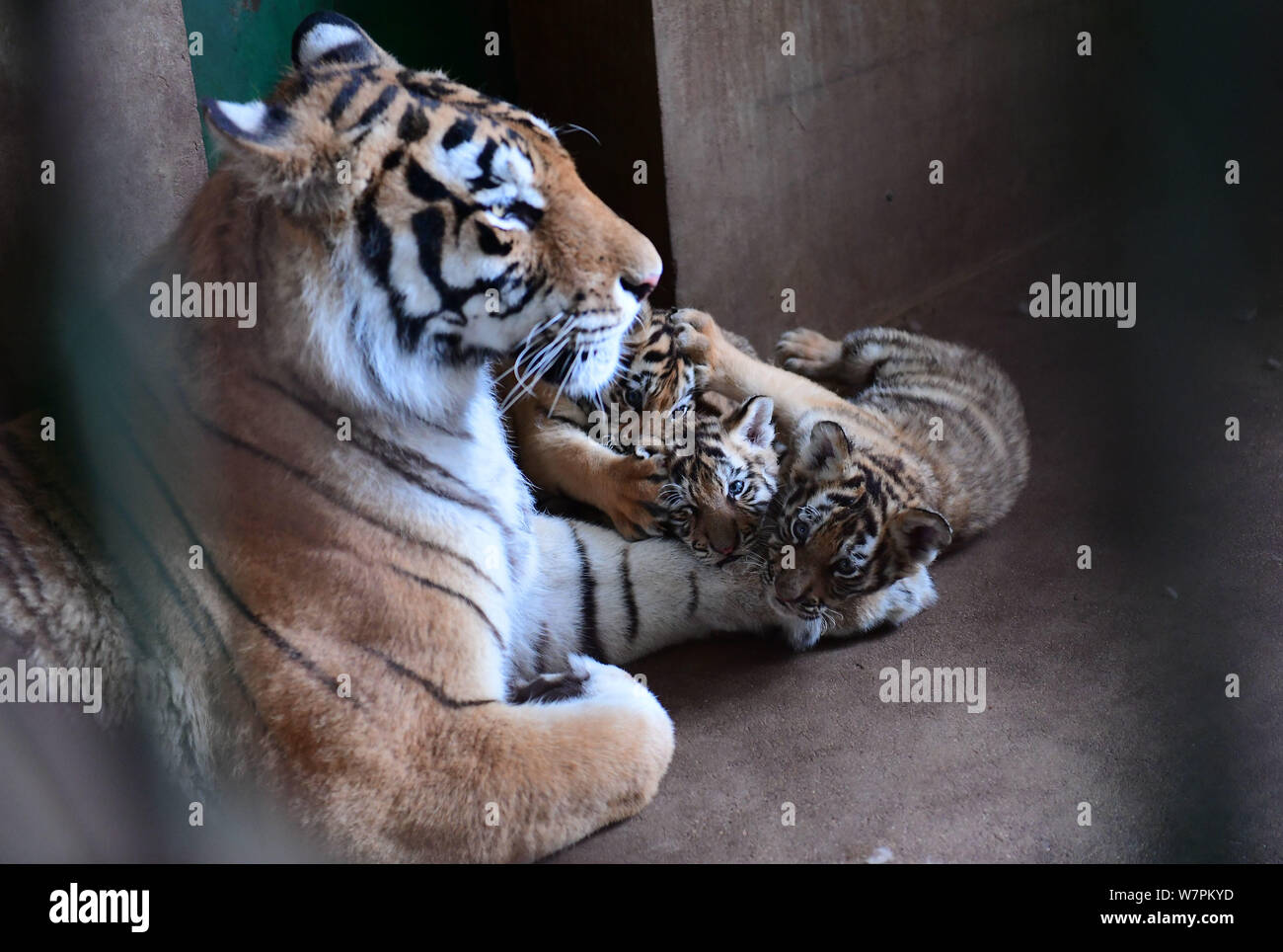 Tiger mother chinese hi-res stock photography and images - Alamy