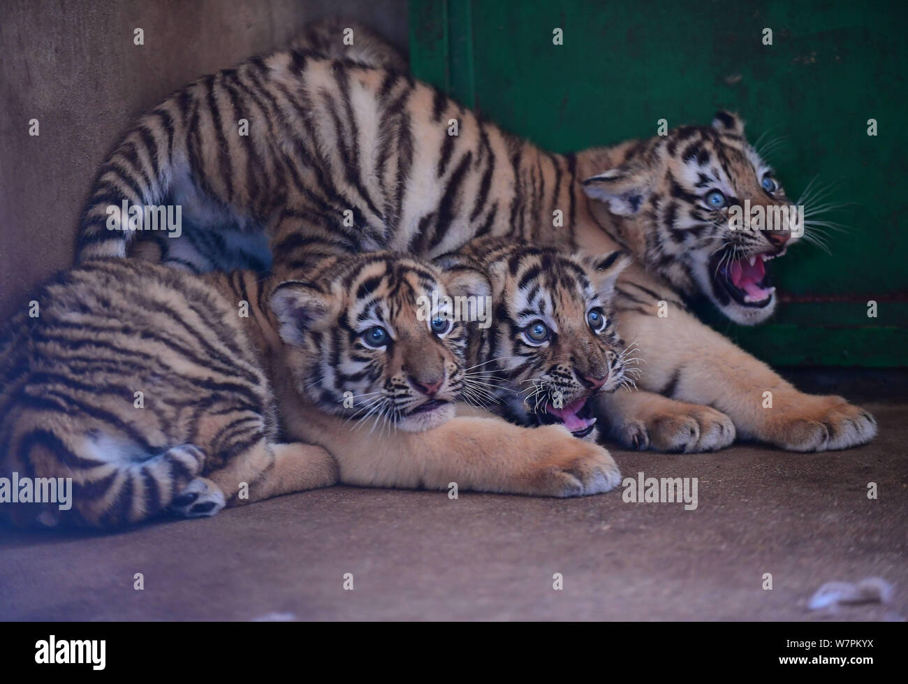 Three manchurian tiger cubs are pictured at Guaipo Northeast Tiger Park ...