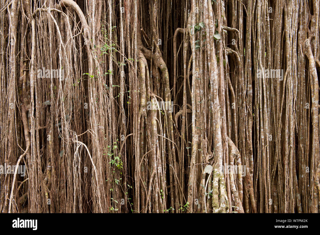 Ficus trees hi-res stock photography and images - Alamy
