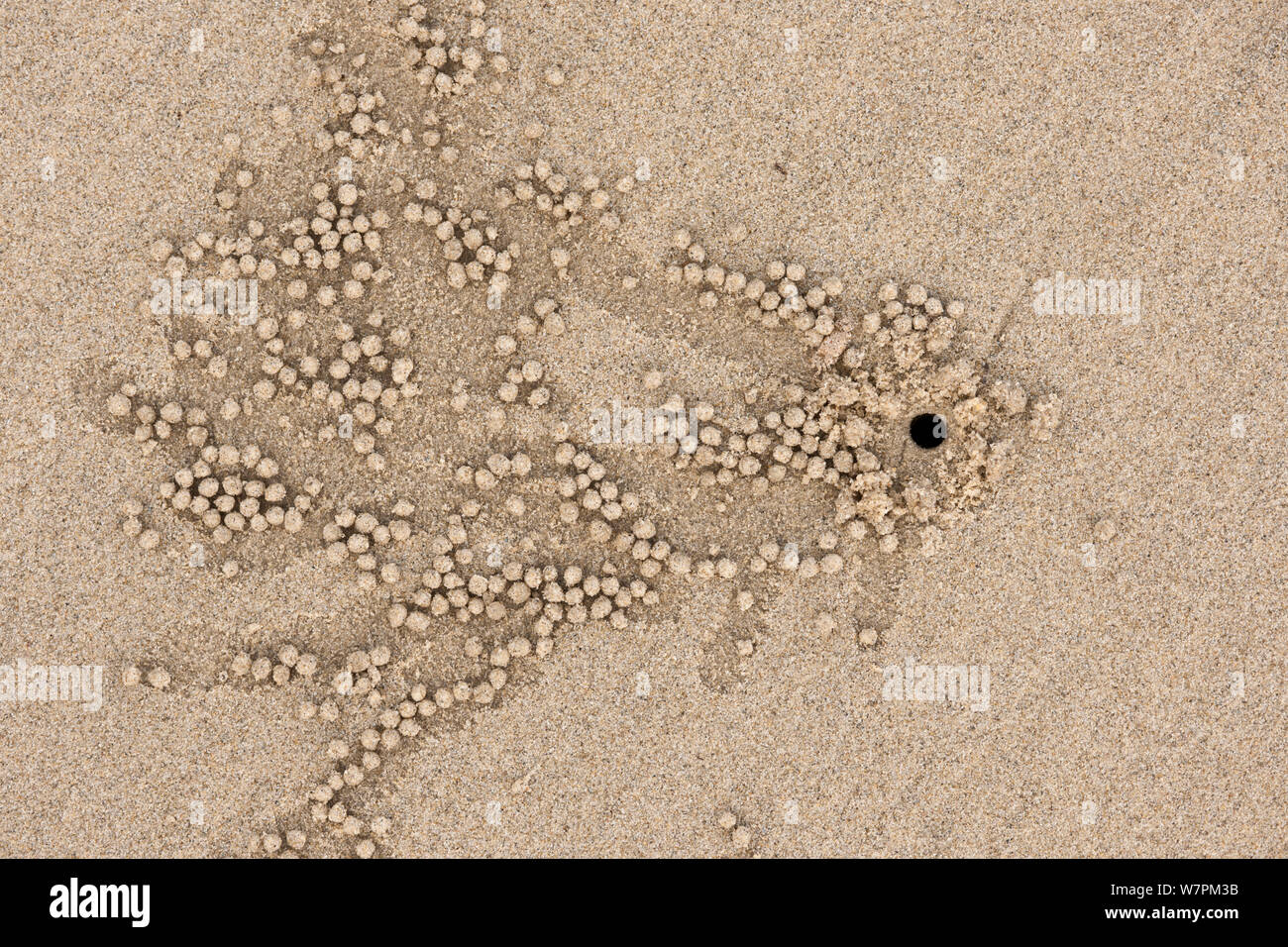 Sand pellets hi-res stock photography and images - Alamy