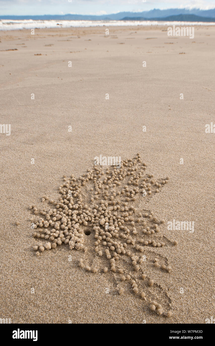 Sand bubbler crab (Dotillidae) sand pellets and hole, Daintree ...
