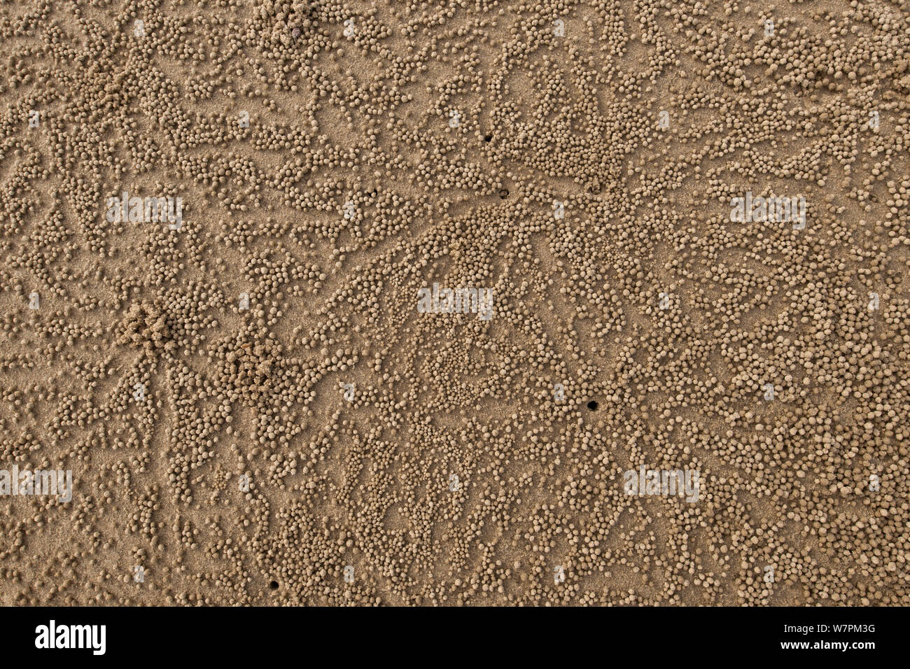 Sand bubbler crab (Dotillidae) sand pellets and holes, Daintree ...