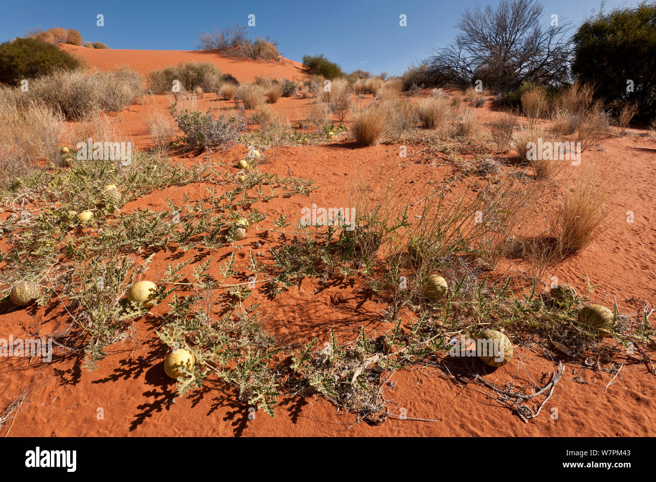 Paddy melon (Cucumis myriocarpus) growing in red sand dunes of the ...