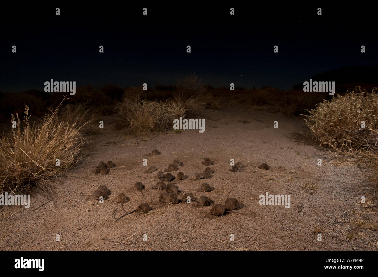 Desert Mouse (Pseudomys desertor) large group, Halligan Bay, South ...