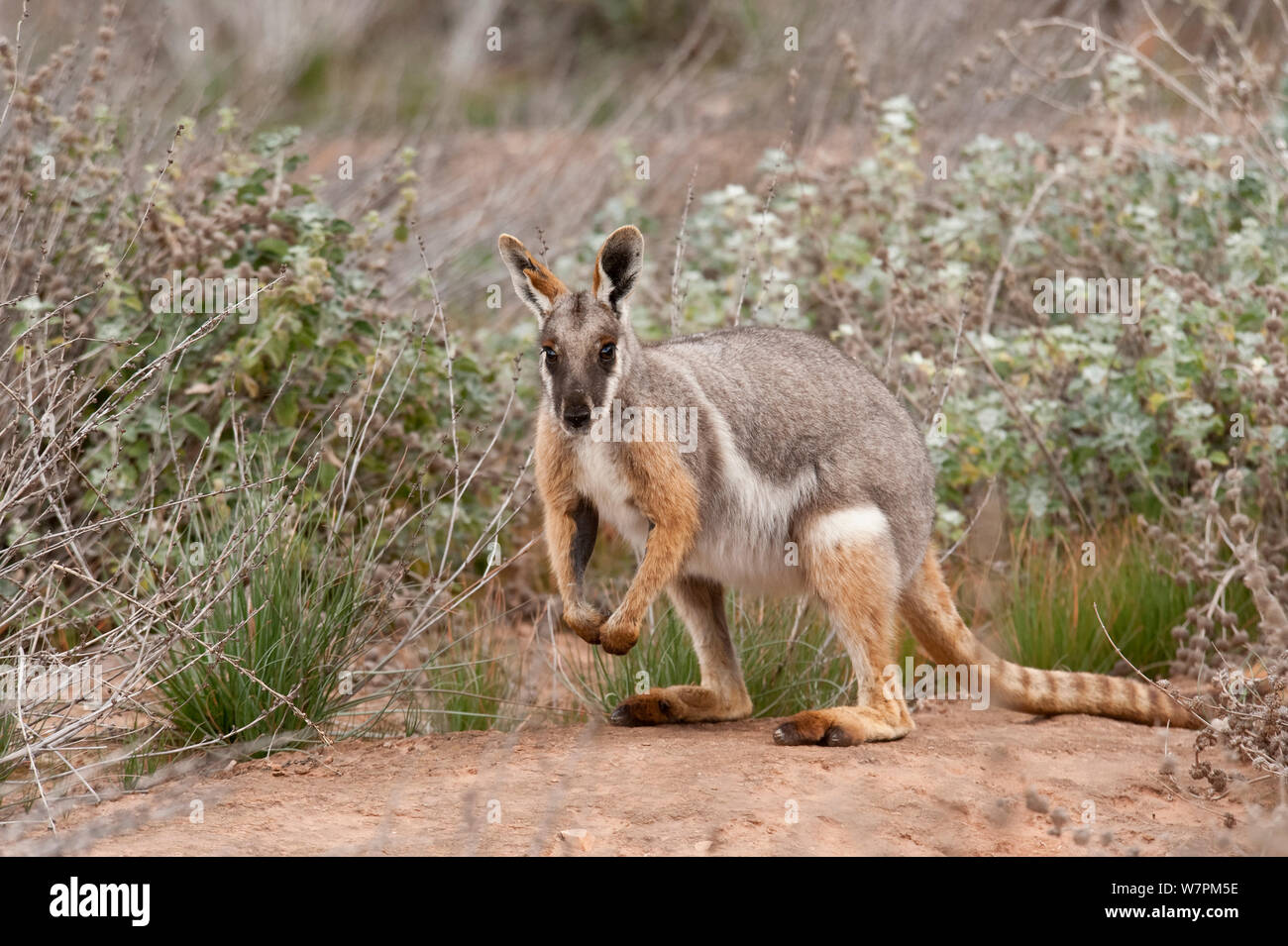 Yellow-footed Rock-wallaby (Petrogale xanthopus) South Australia Stock ...