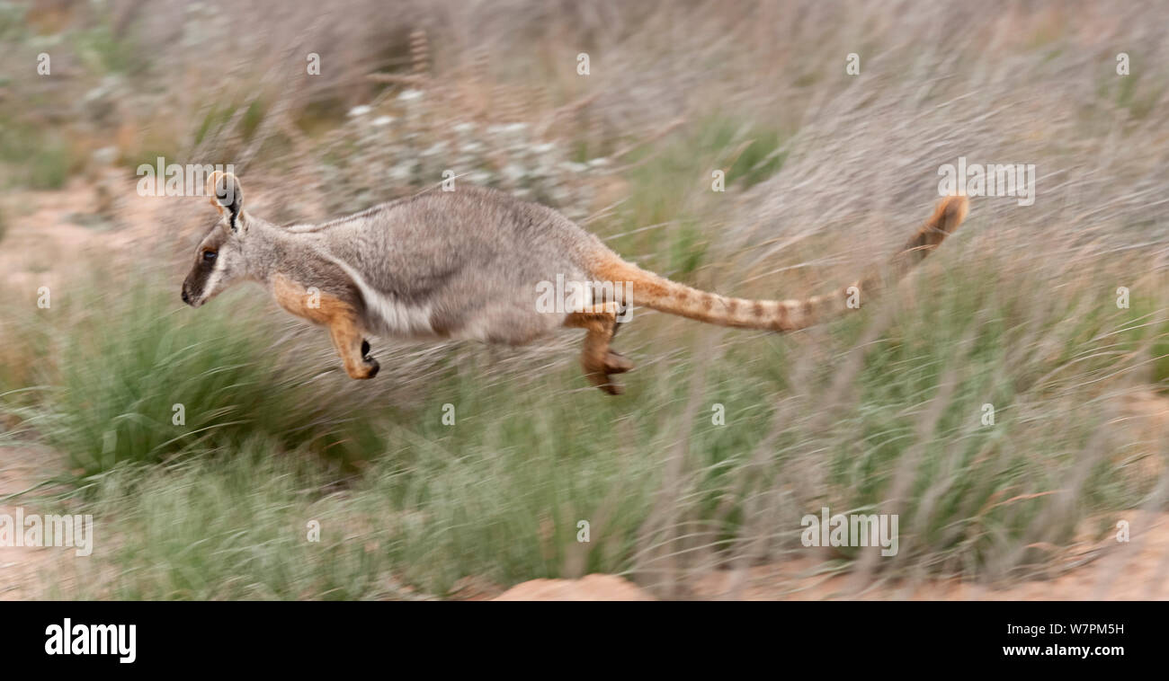 Yellow-footed Rock-wallaby (Petrogale xanthopus) jumping, South ...