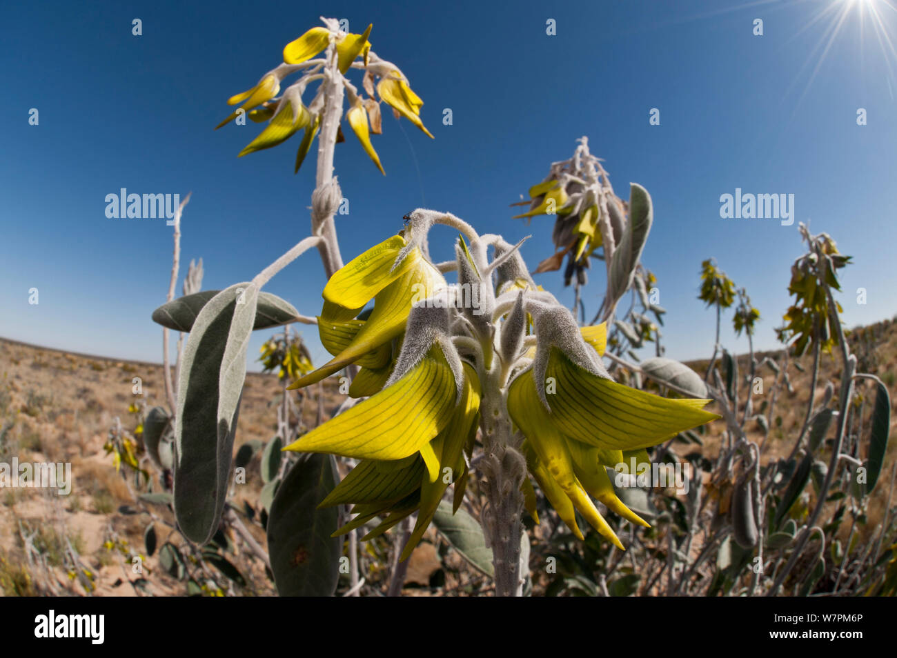 Regal bird flower (Crotalaria cunninghamii) South Australia Stock Photo ...