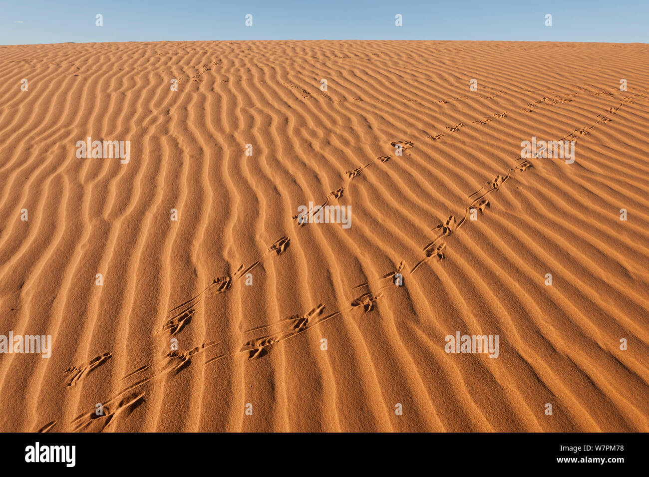 Simpson desert australia hi-res stock photography and images - Alamy