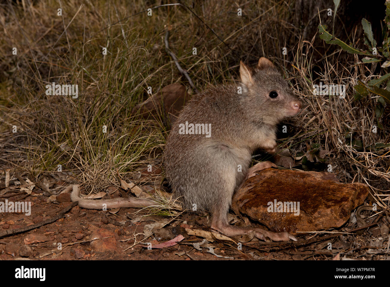 Rufous Bettong (Aepyprymnus rufescens) Porcupine Gorge National Park ...