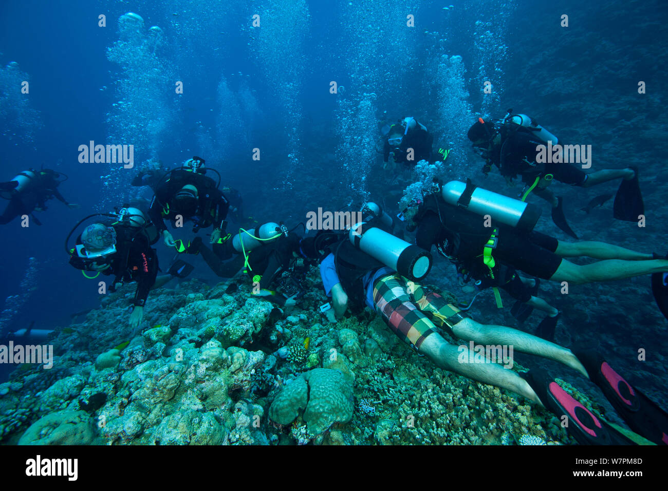 Group divers underwater on reefs hi-res stock photography and images ...
