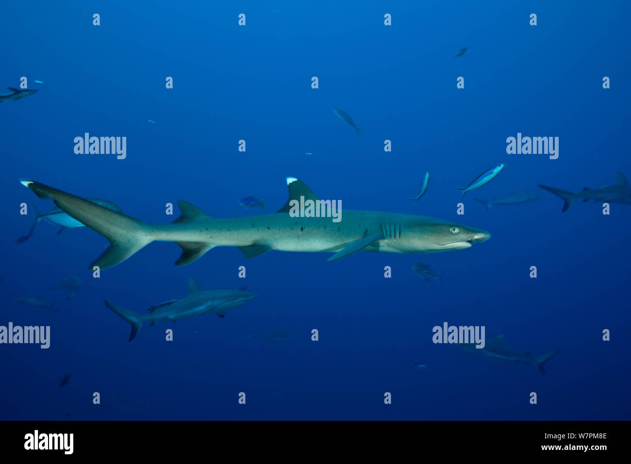 Shark profile hi-res stock photography and images - Alamy